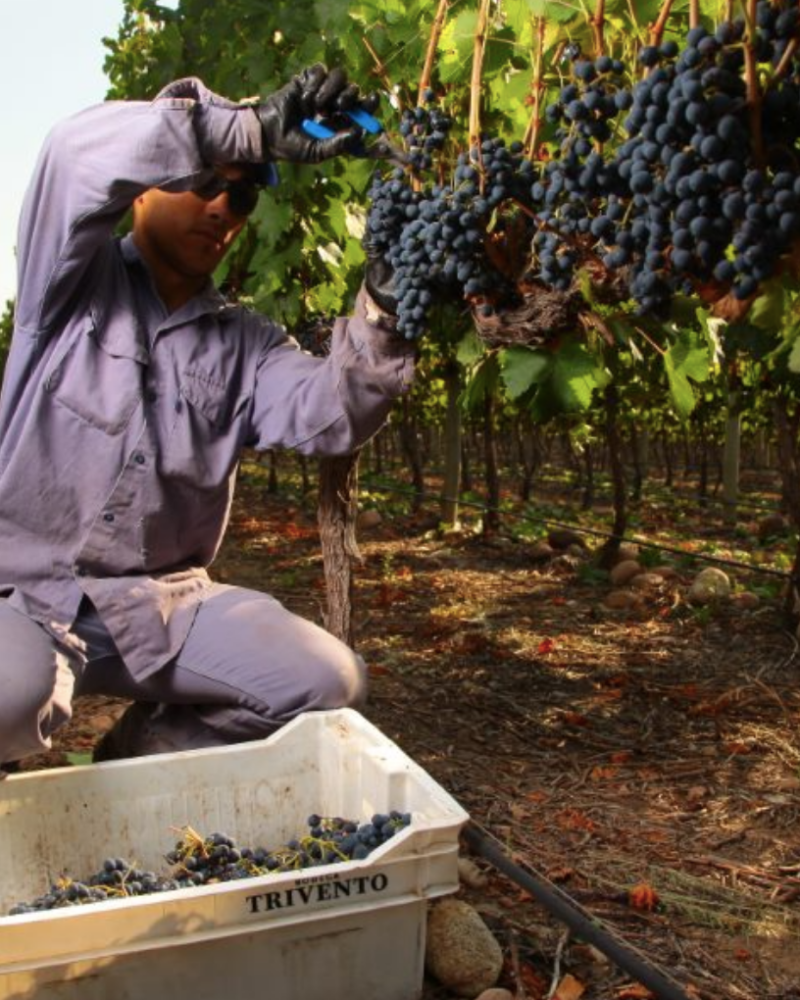 Vendimia una fiesta que renueva pasiones | News | Bodega Trivento Argentina