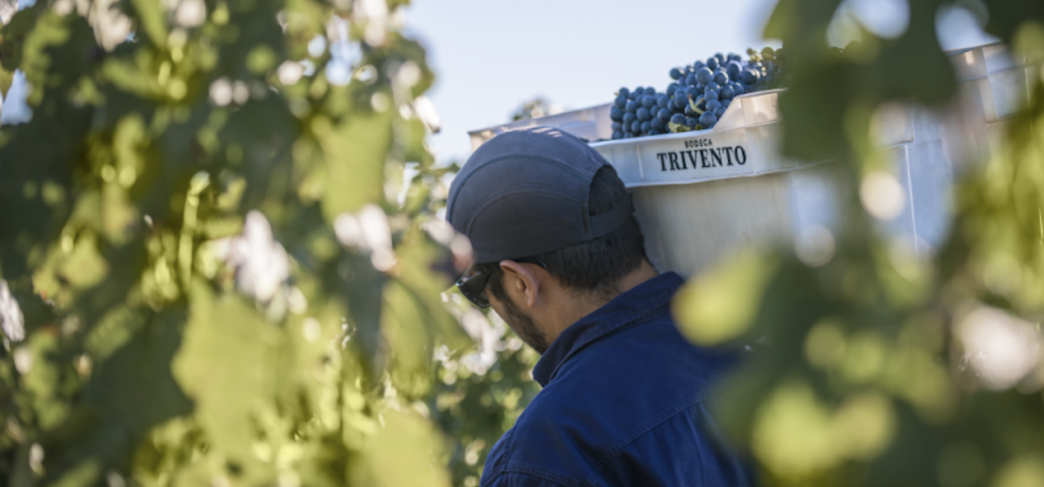 Vendimia 2022: brillante y balanceada | News | Bodega Trivento Argentina